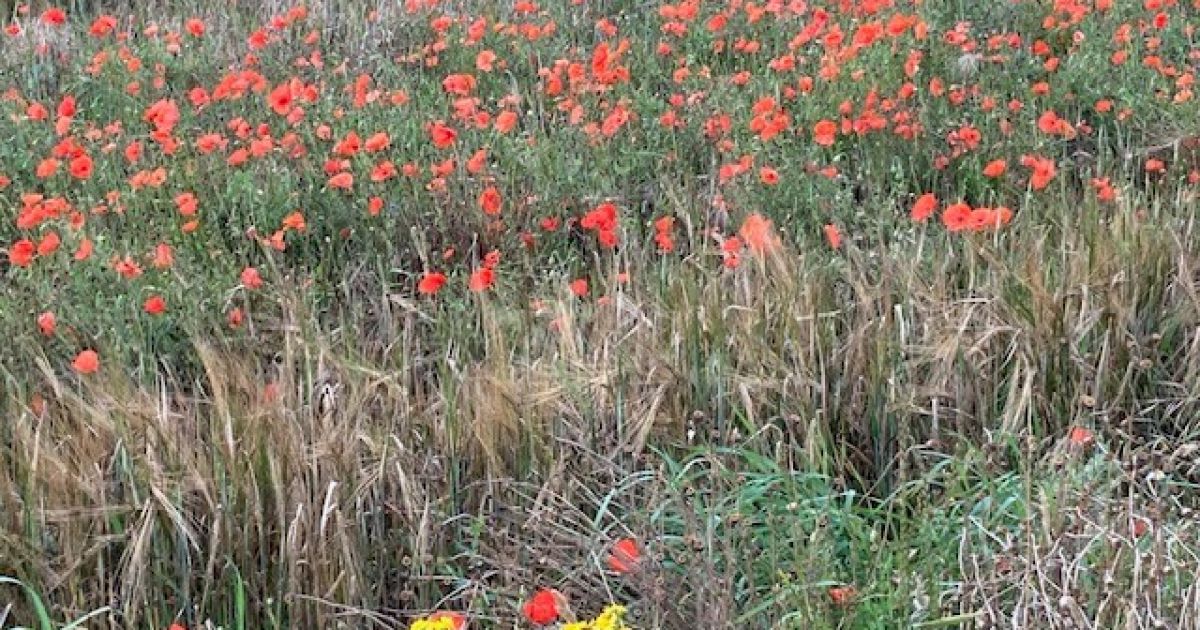 Darnford (Nr Lichfield) - Ramblers